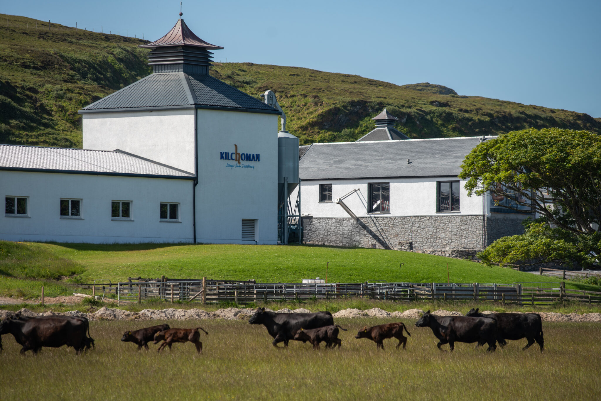 What exactly makes a scotch ‘single malt’, ‘single grain’ or a ‘blend ...